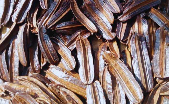 Discovering Prekese: A Special African Plant - NaijaMart